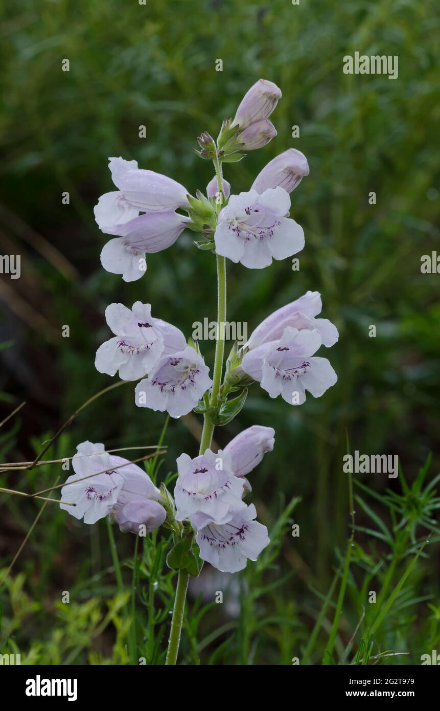 Prairie beardtongue hi-res stock photography and images - Alamy