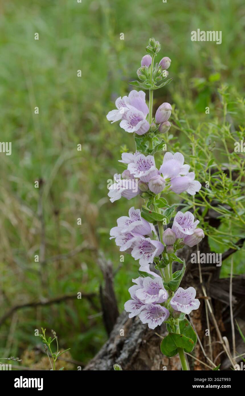 Cobaea Beardtongue, Penstemon cobaea Stock Photo - Alamy
