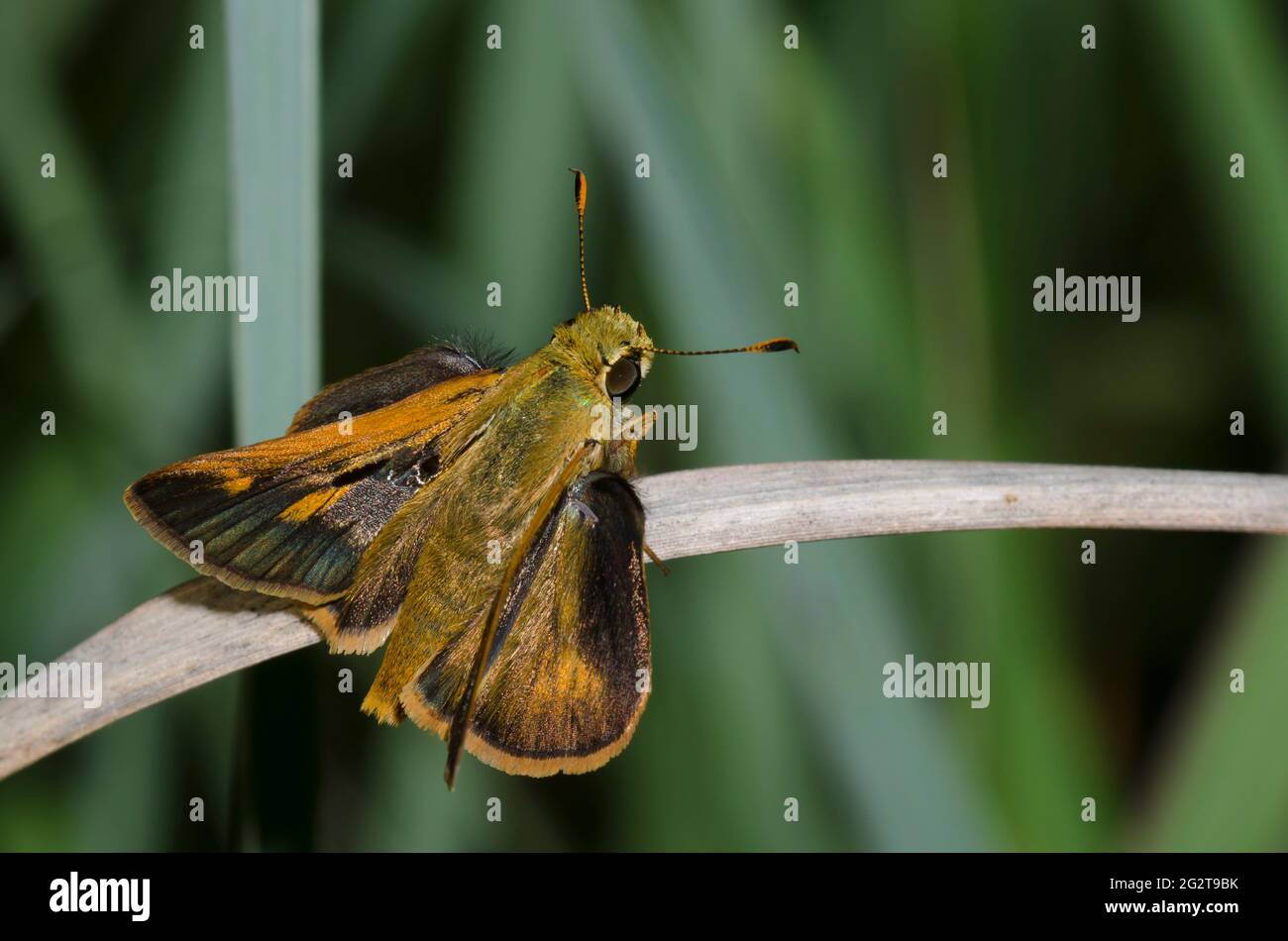 Southern Broken-dash, Polites otho, male Stock Photo - Alamy