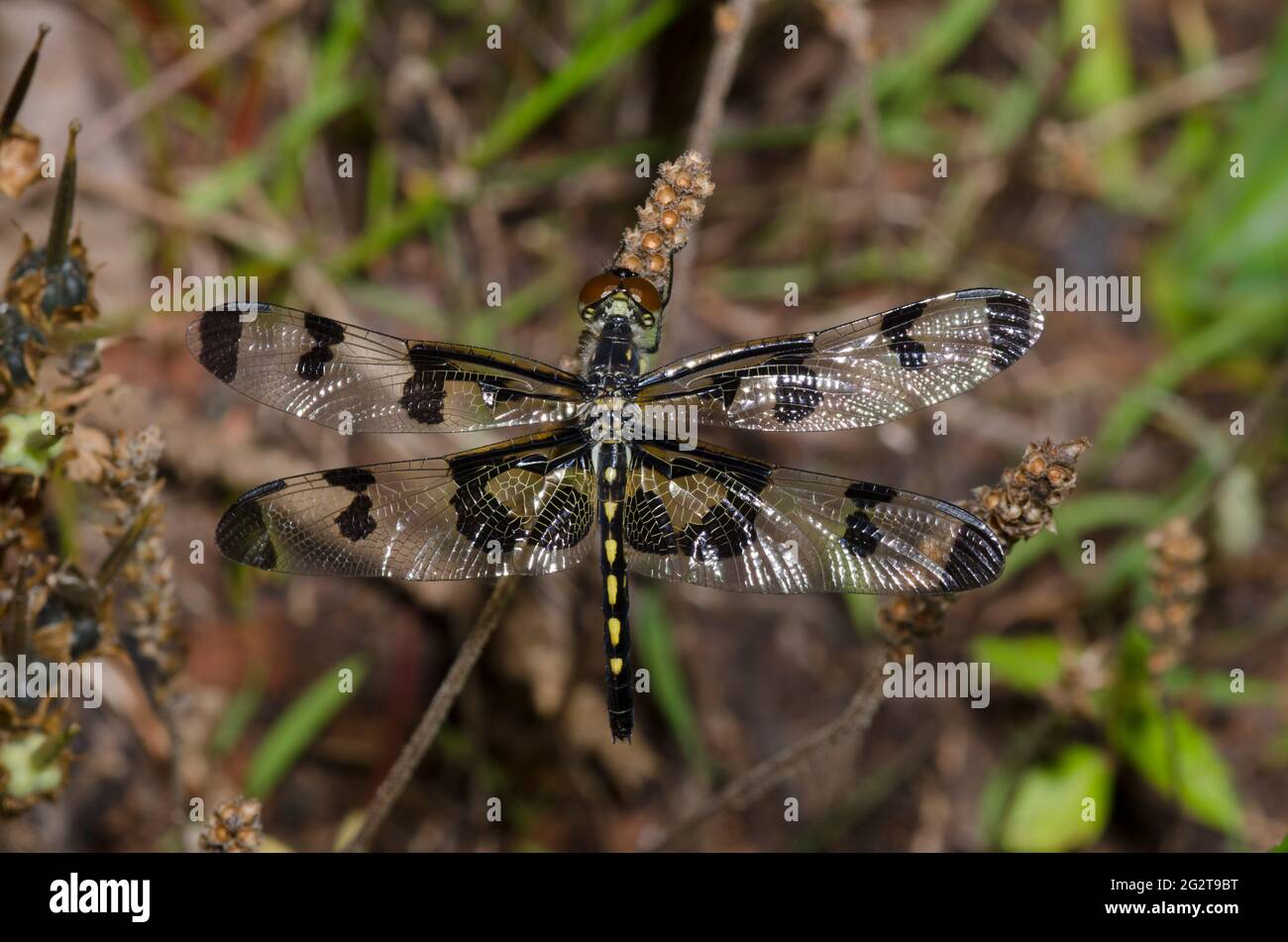 Banded Pennant, Celithemis fasciata, female Stock Photo - Alamy