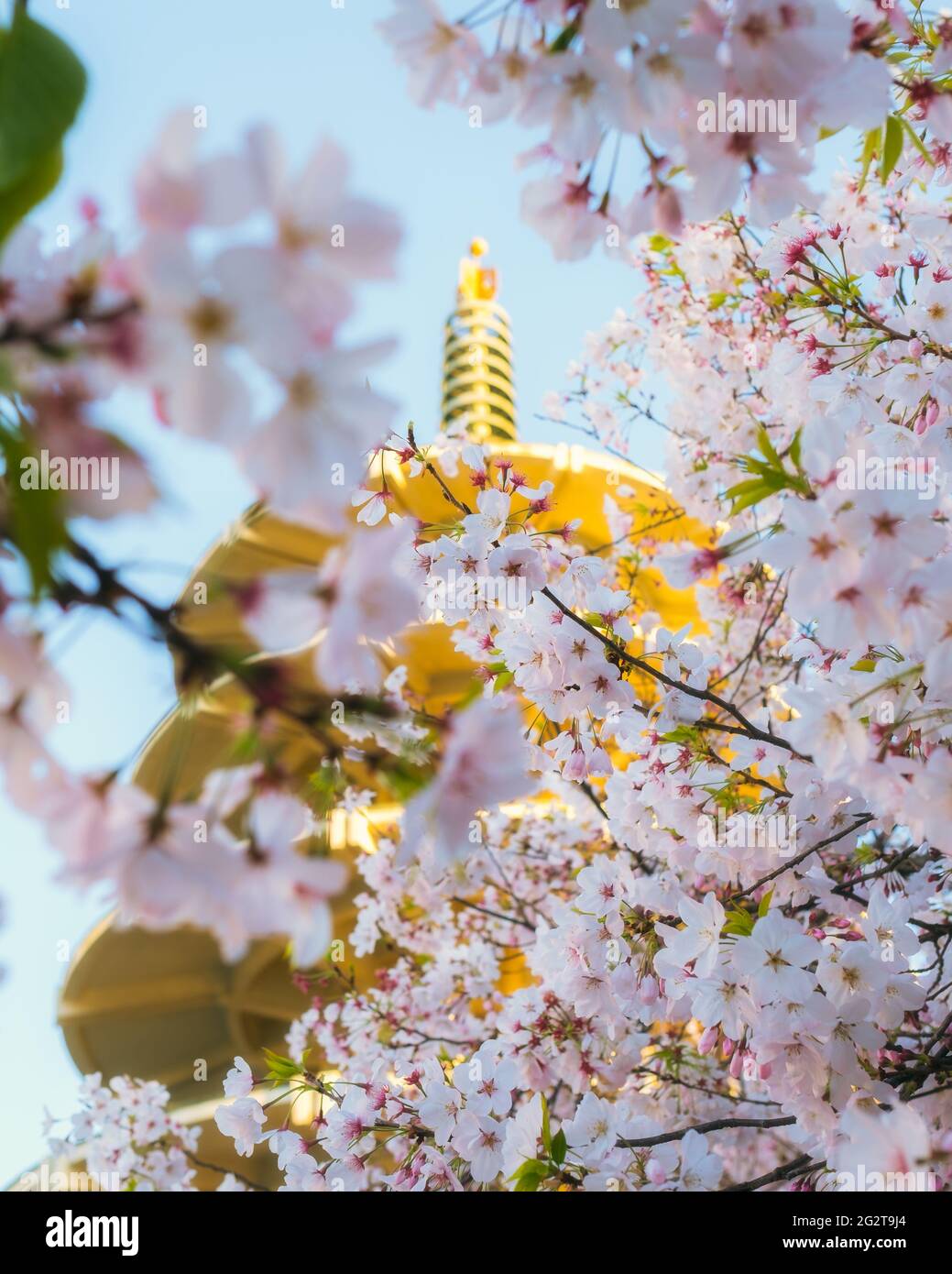 Vertical shot of cherry blossoms on a sunny day with a yellow tall ...