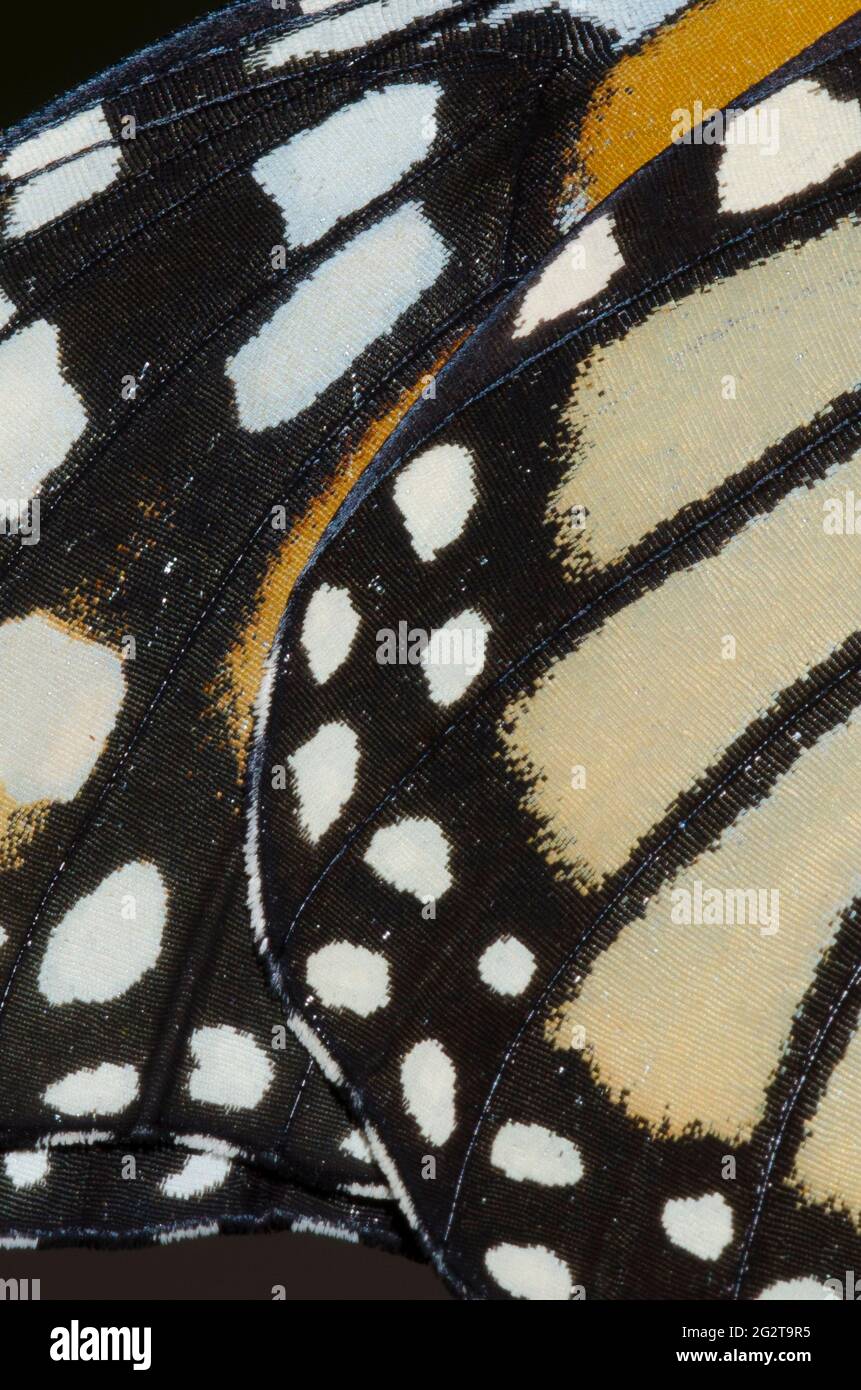 Butterfly wing detail hi-res stock photography and images - Alamy