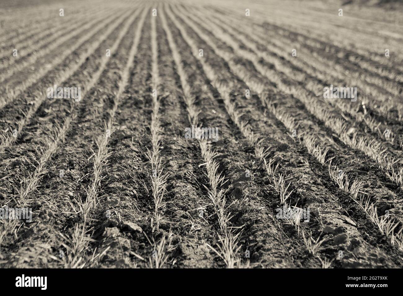 Sown field in the Argentine countryside, Pampas province, Patagonia ...
