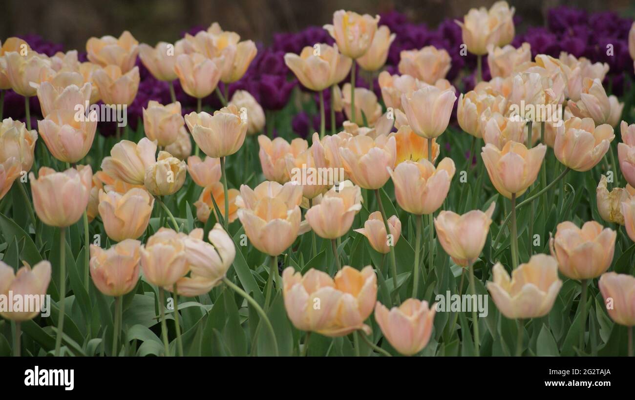 Garvin woodland gardens hi-res stock photography and images - Alamy
