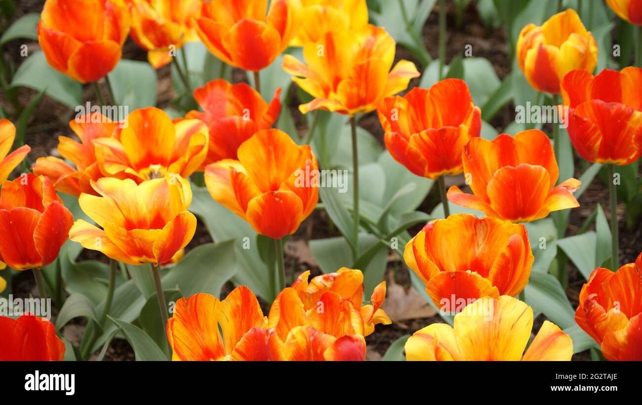 Fully bloomed tulips in Garvin Woodland Gardens, Hot Springs, AR, USA ...