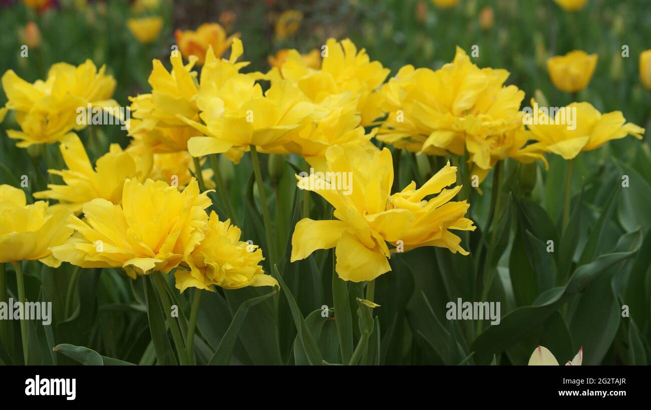 Garvin woodland gardens hi-res stock photography and images - Alamy