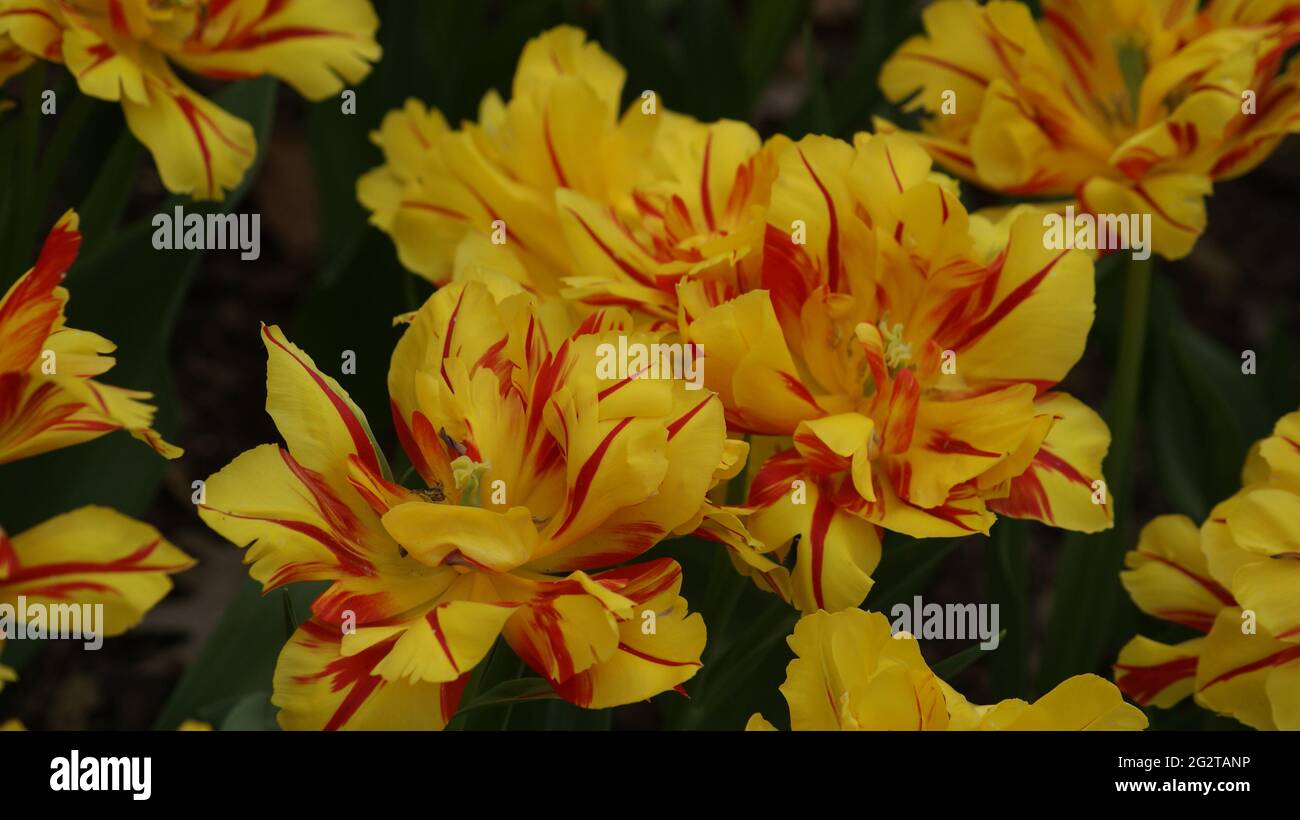 Garvin woodland gardens hi-res stock photography and images - Alamy