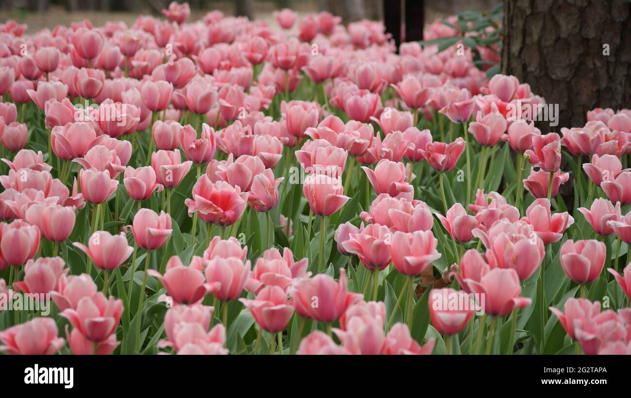Fully bloomed tulips in Garvin Woodland Gardens, Hot Springs, AR, USA ...