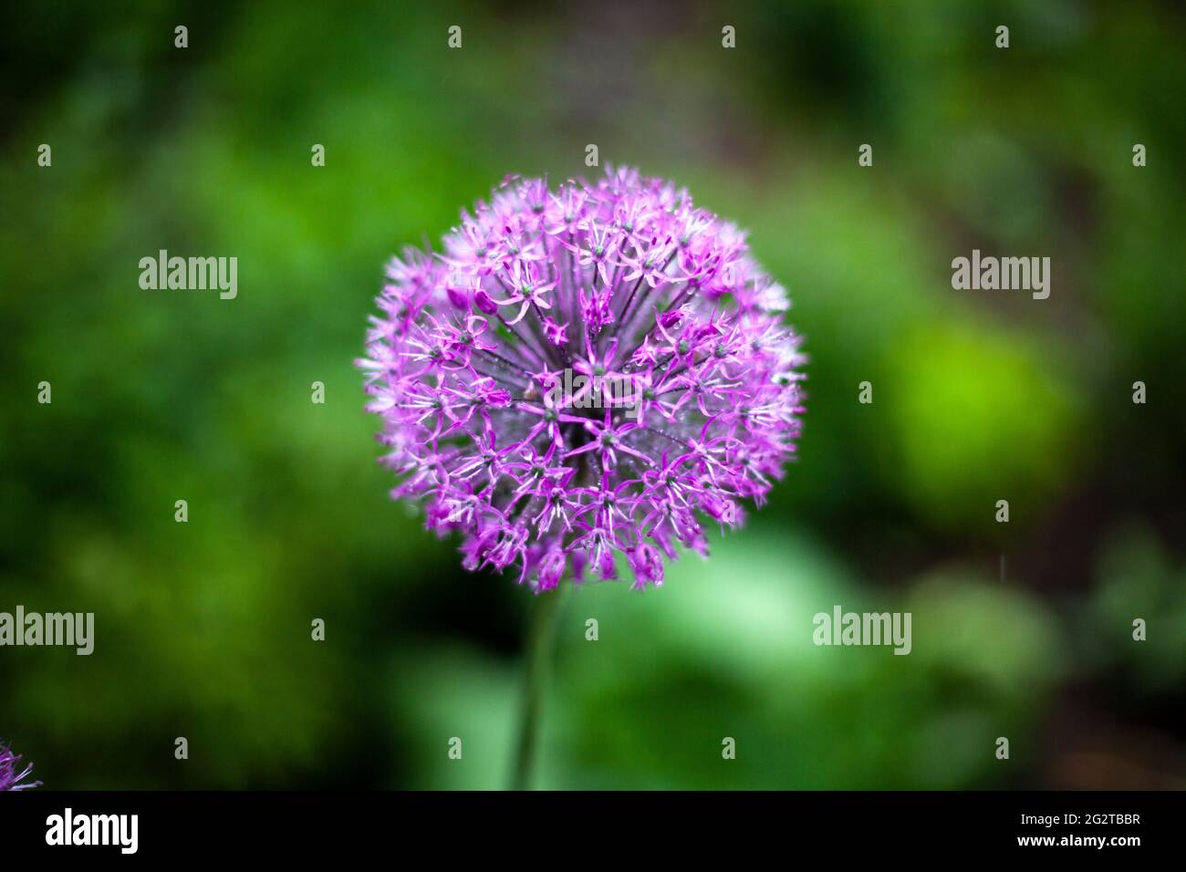 Onion inflorescence. Onions in the garden. Purple flower. Beauty of ...