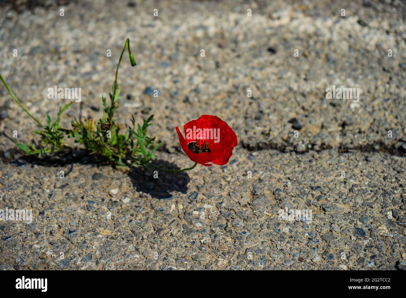 Little red poppy flower in a road as a summer background Stock Photo ...