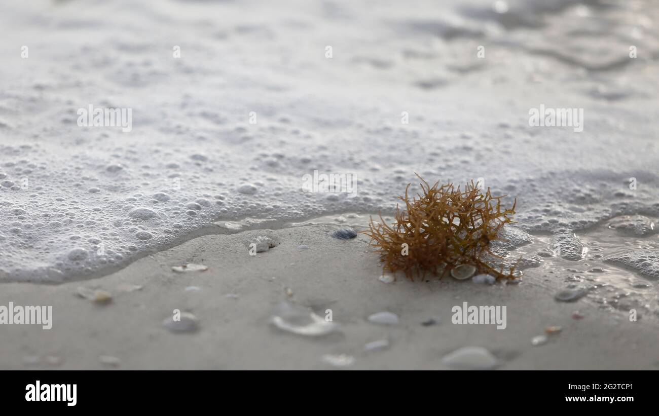 Object washed up on the shore hi-res stock photography and images - Alamy