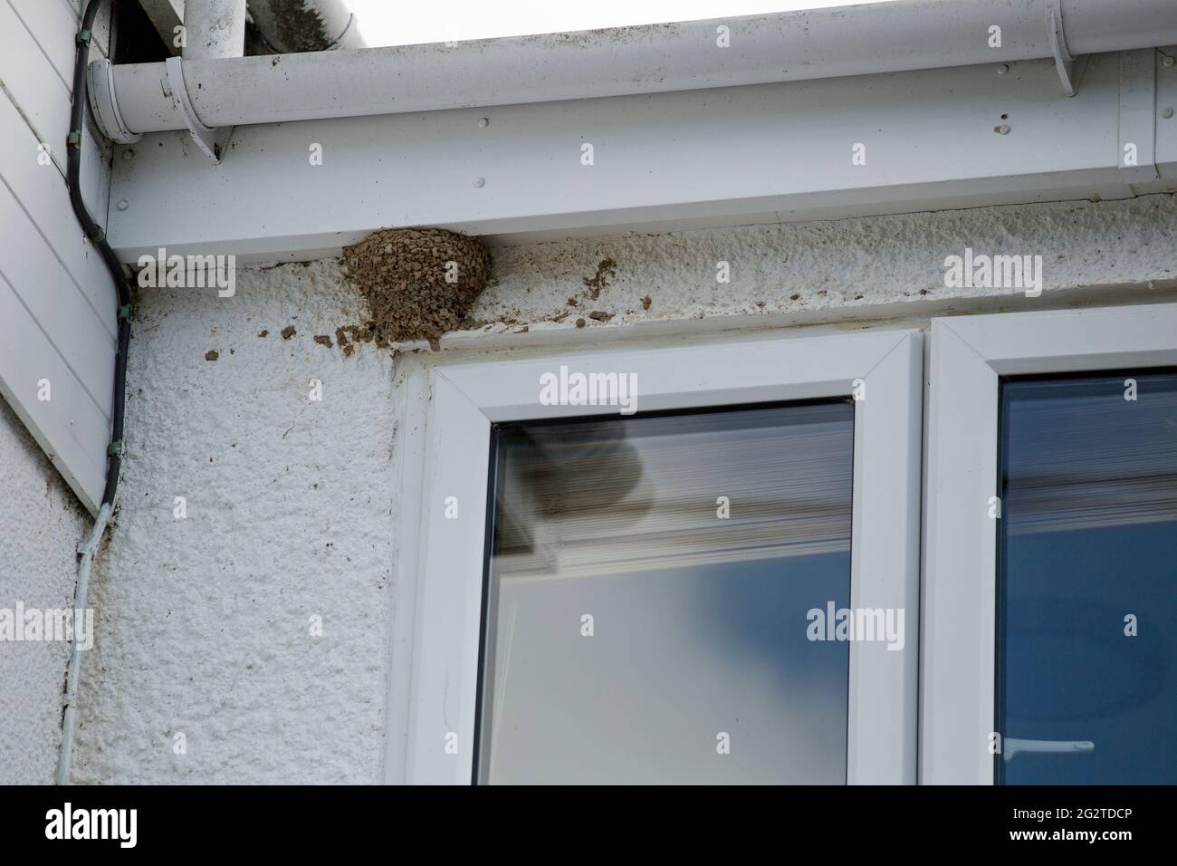 The nest of a Housemartin in the eaves of a house Stock Photo - Alamy