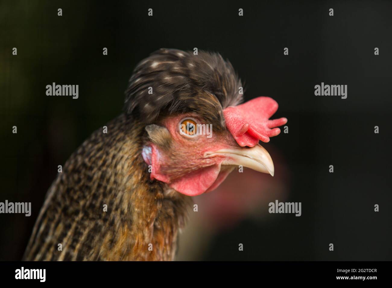 Chickens head hi-res stock photography and images - Alamy