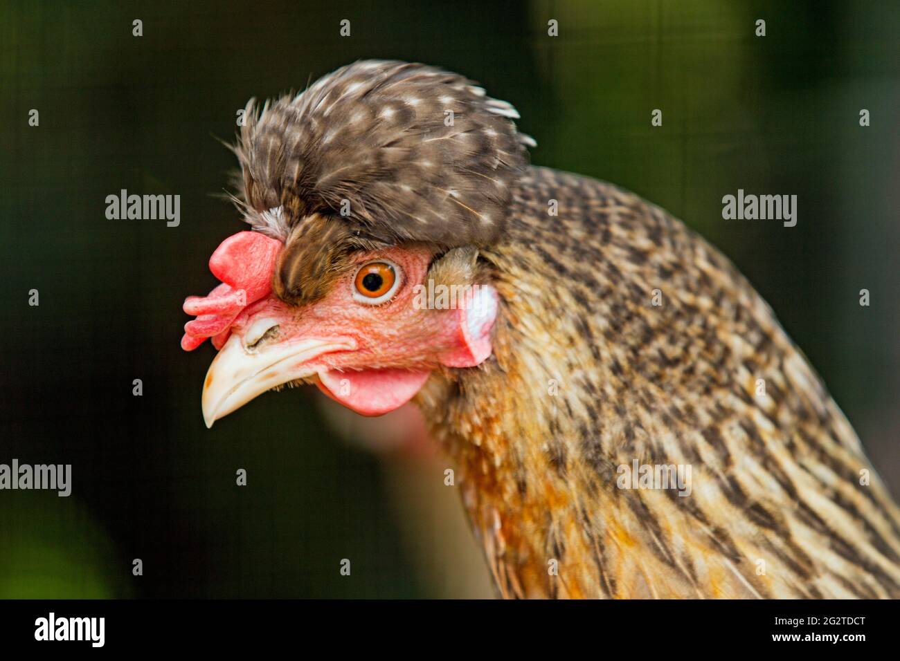 Head speckled hen hi-res stock photography and images - Alamy