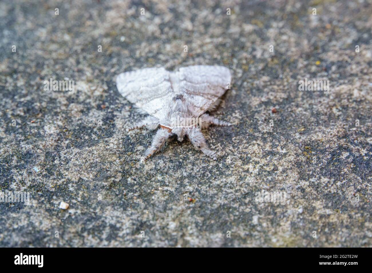 a pale tussock moth (Calliteara pudibunda) at rest Stock Photo - Alamy