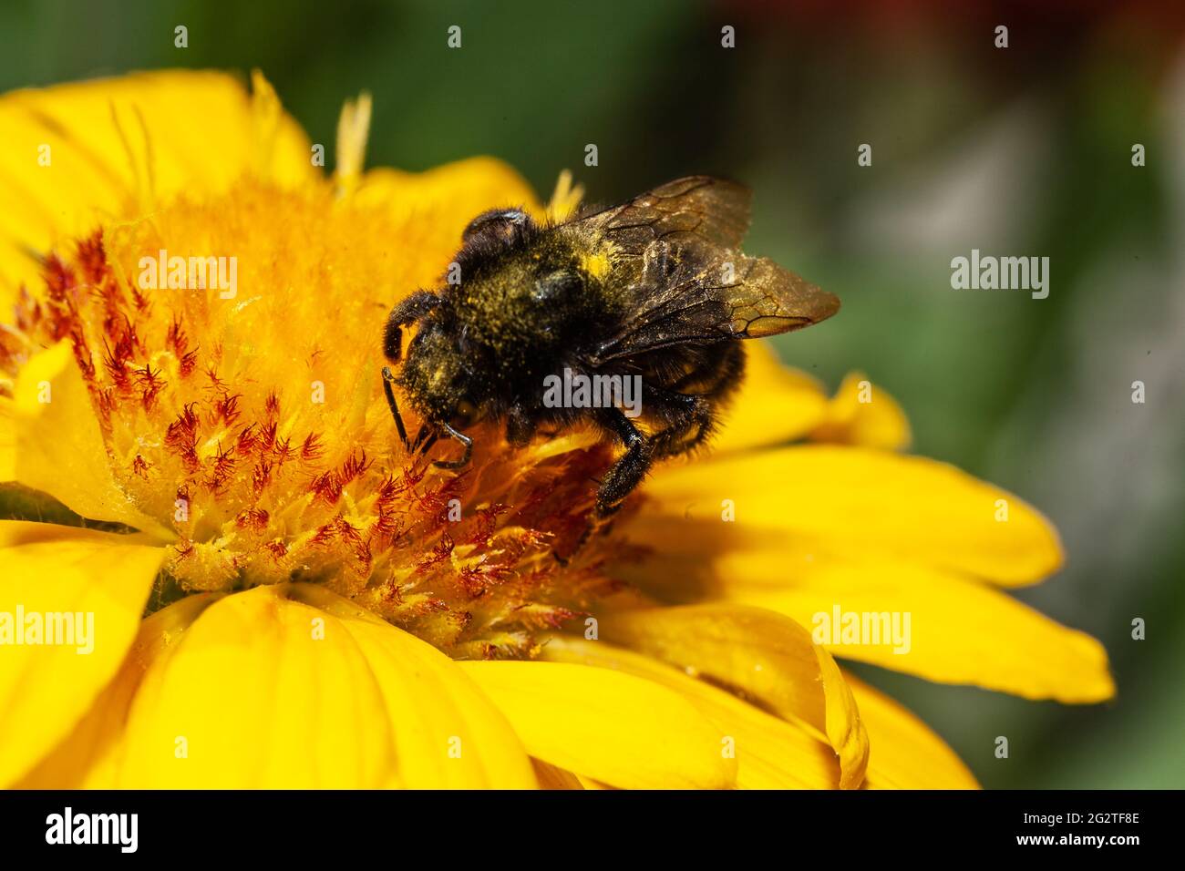 pollinating bee on a flower Stock Photo - Alamy