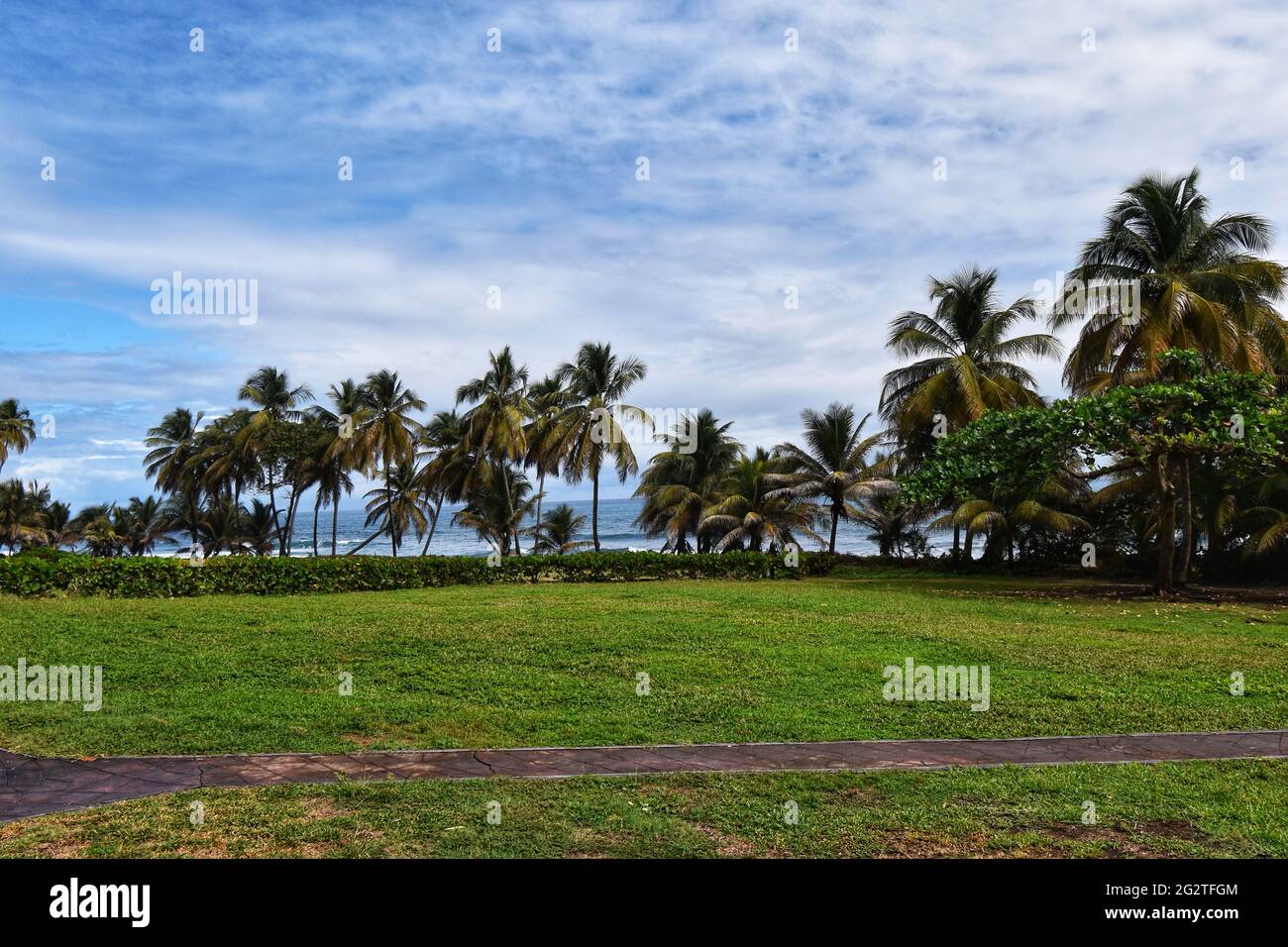 St vincent caribbean palm trees hi-res stock photography and images - Alamy