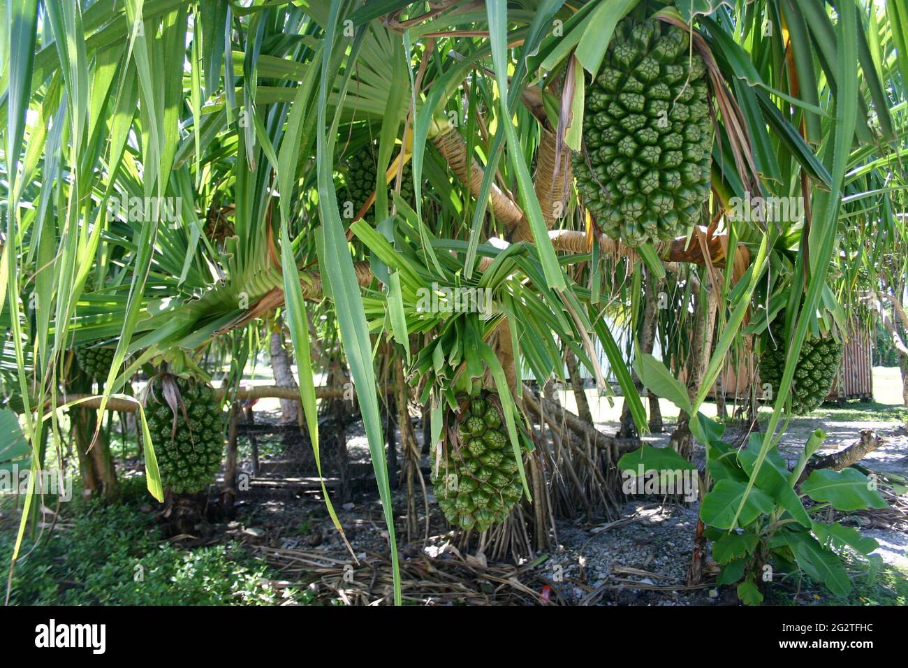 Pandanus tree with multiple pandanus fruits Stock Photo - Alamy