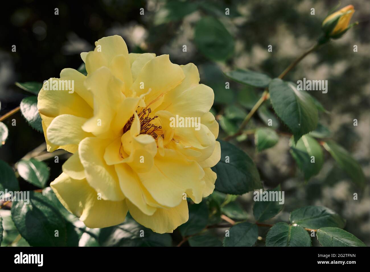 Shrub Rose Molineux High Resolution Stock Photography and Images - Alamy