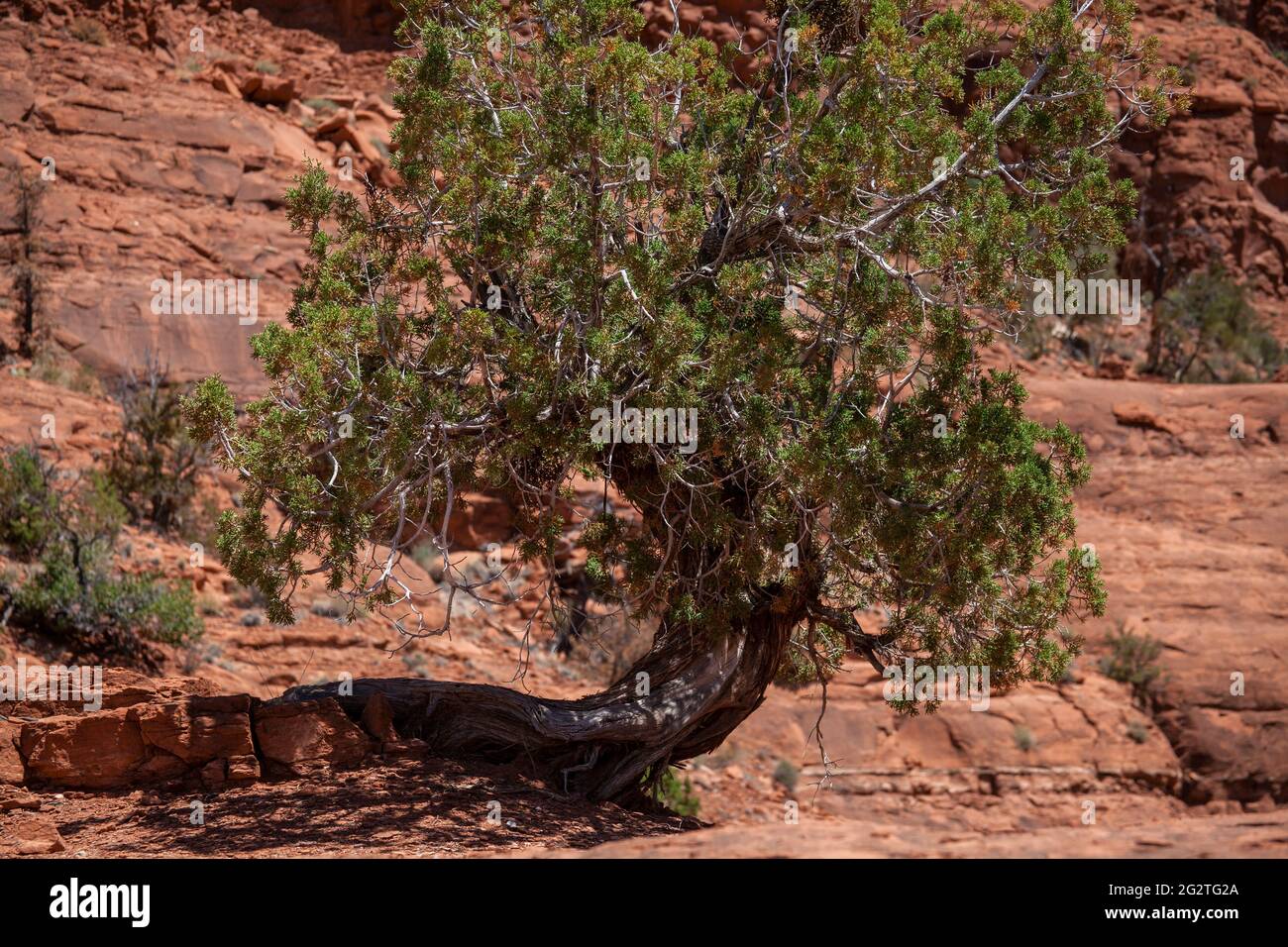 Geological and monumental red rock formations in the high desert of ...