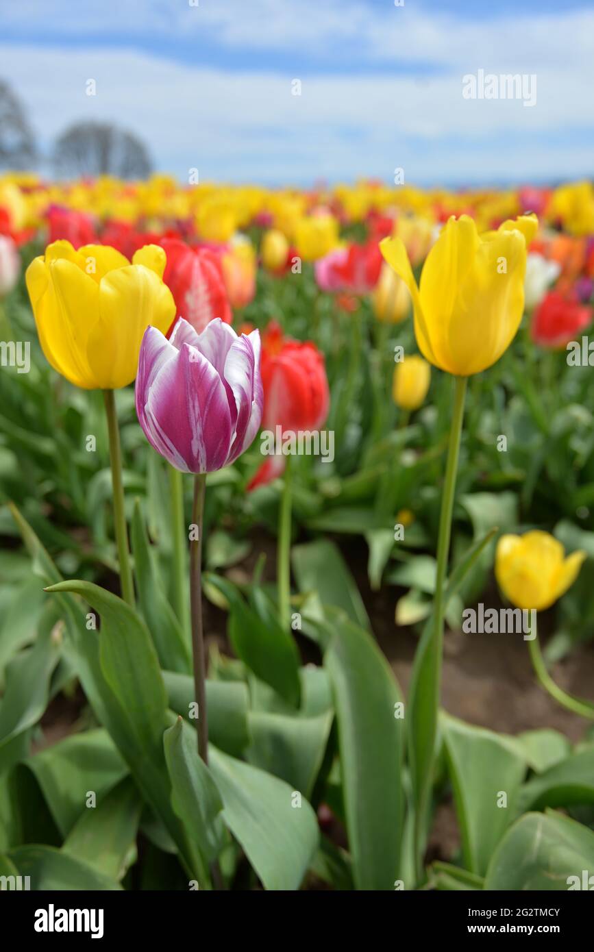 Various tulip hi-res stock photography and images - Alamy