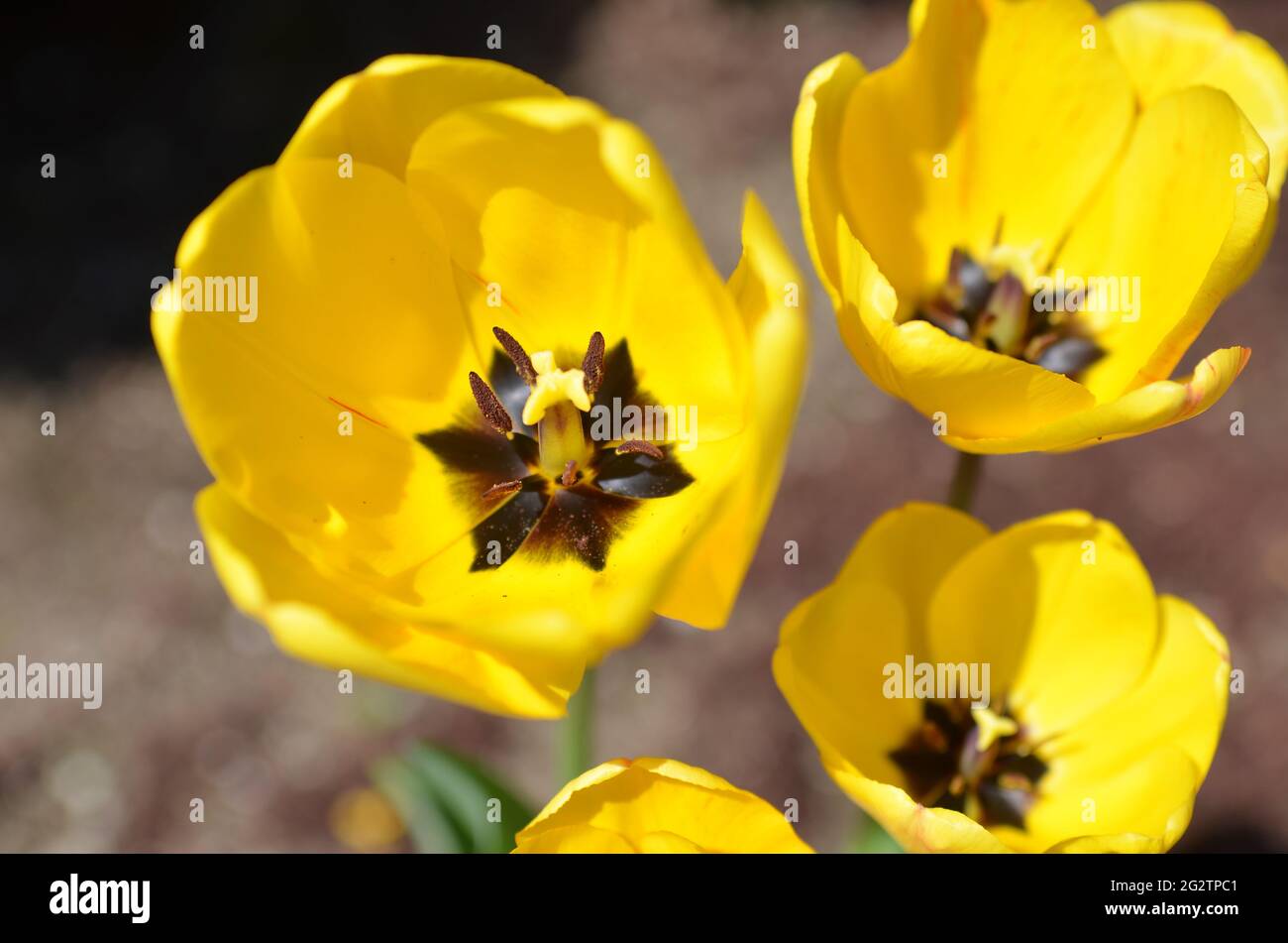 Open tulips hi-res stock photography and images - Alamy