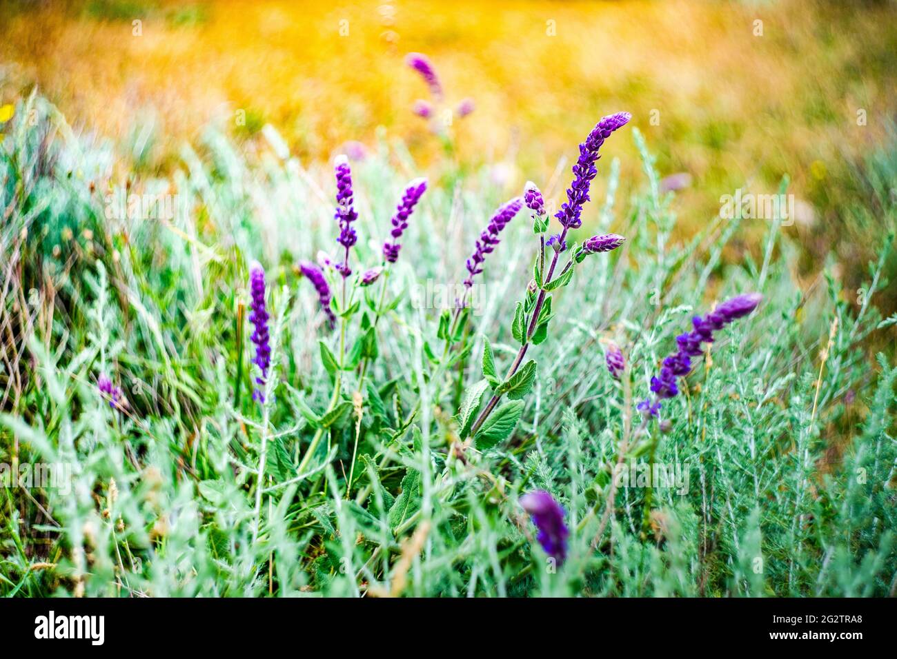 Summer background with wild blue flowers in a meadow Stock Photo - Alamy