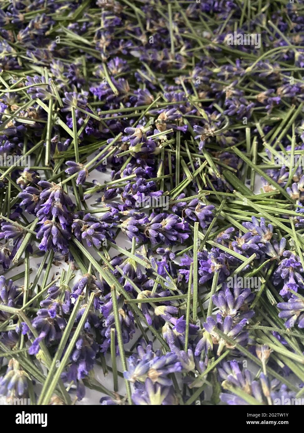 A shallow focus shot of wooly lavender plants scattered all over the ...