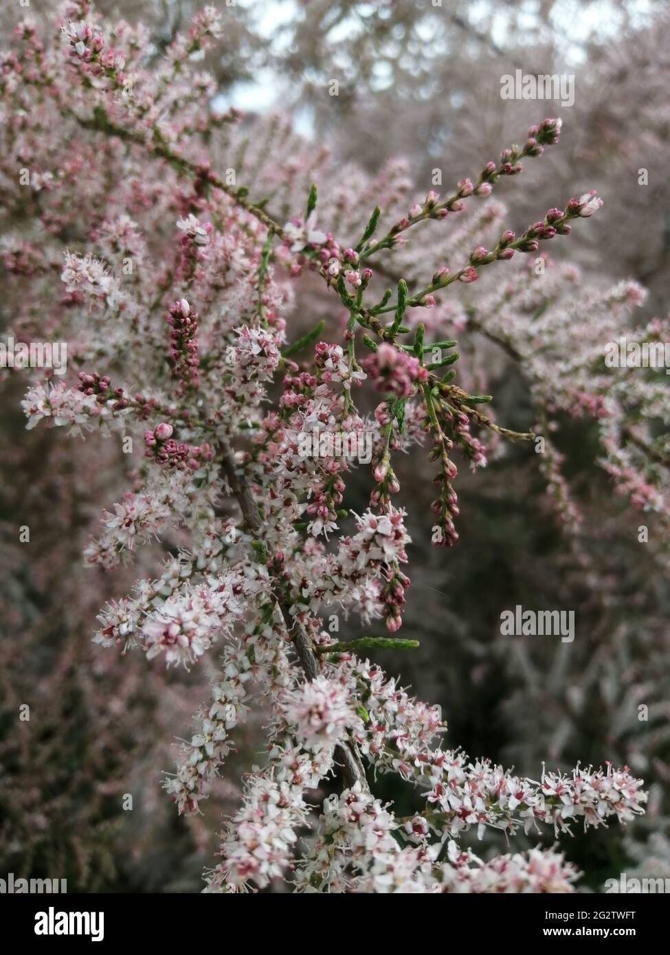 A selective focus shot of a Tamarix flowering plant Stock Photo - Alamy