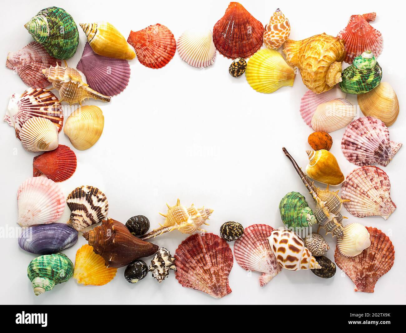 Sea shell isolated on white background,Copy space,top view Stock Photo ...