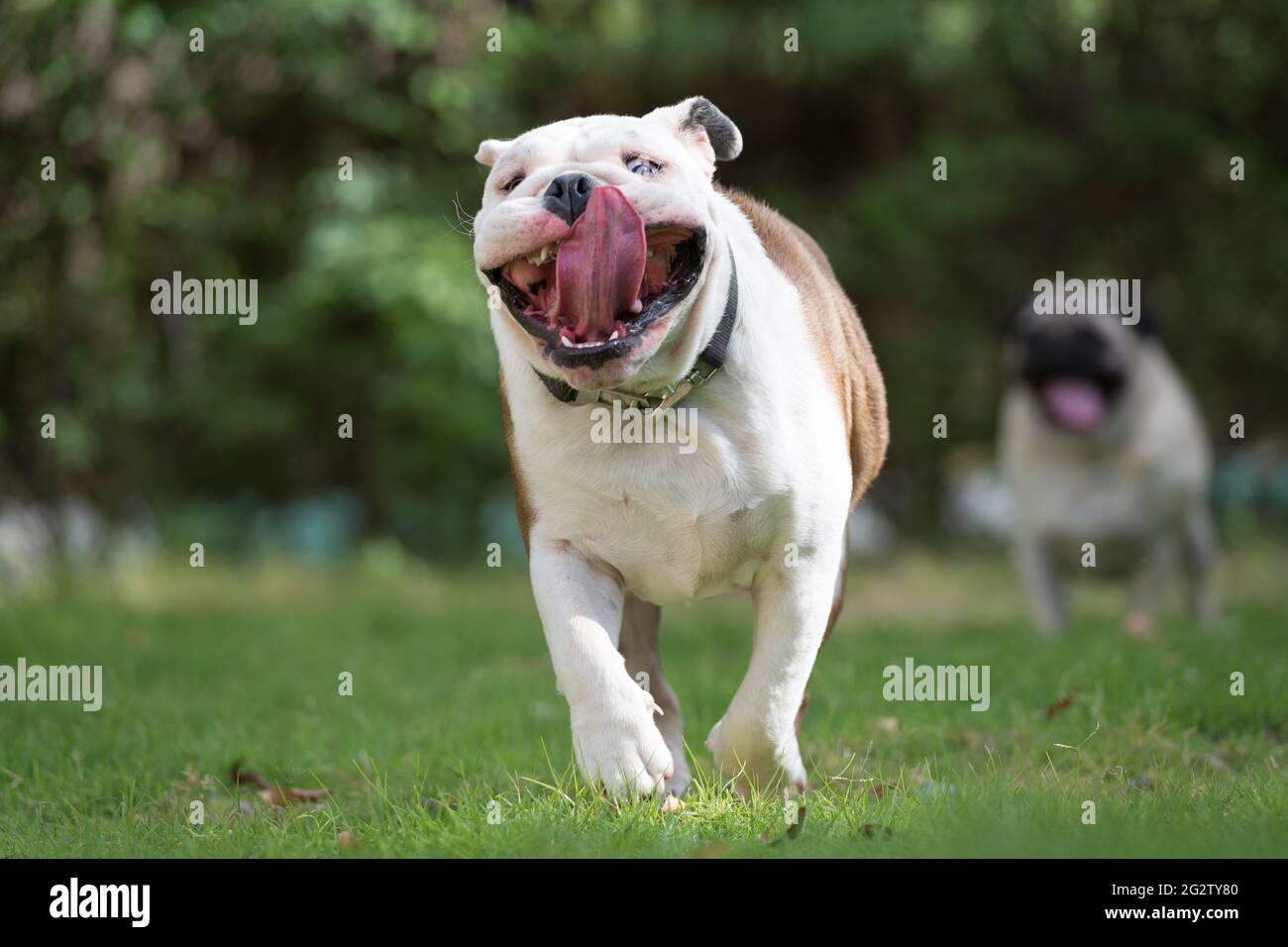 British bulldog at play Stock Photo - Alamy