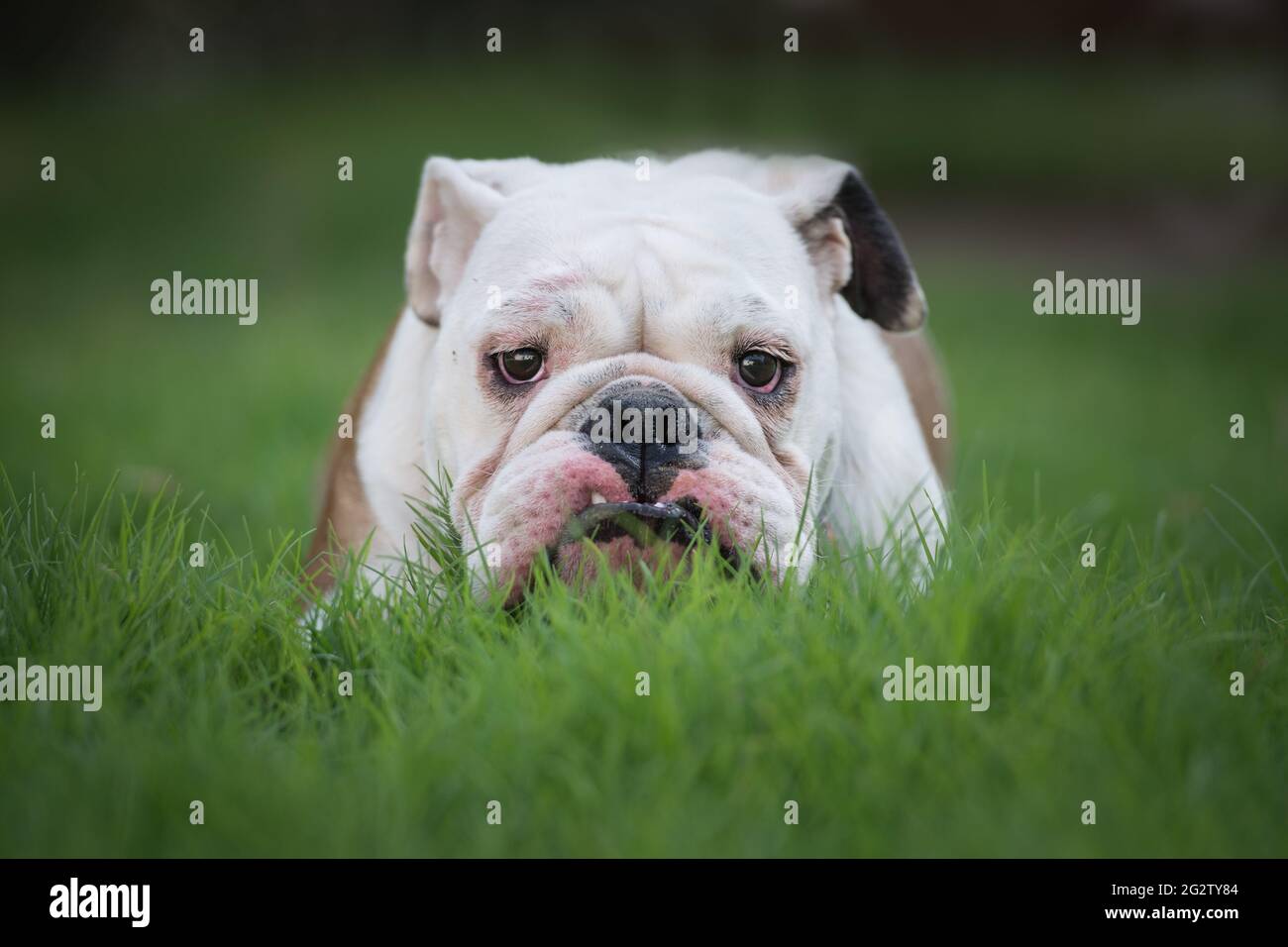 British bulldog at play Stock Photo - Alamy