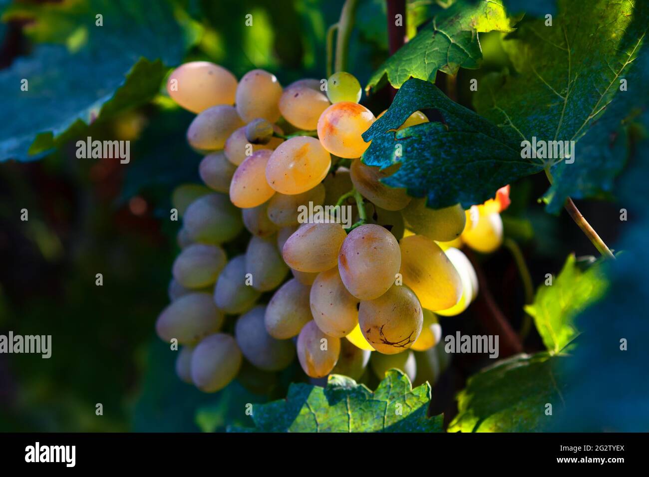 Grapes in soft light hi-res stock photography and images - Alamy