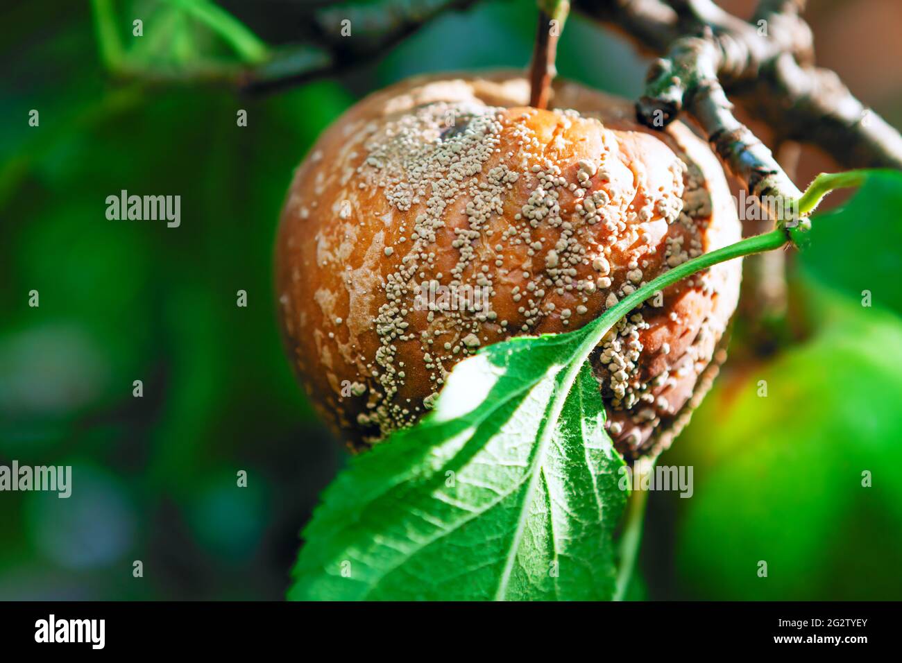 Diseased apple tree hi-res stock photography and images - Alamy