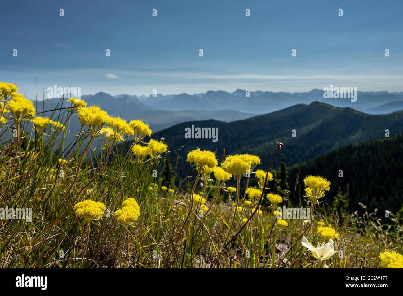 Layers of wildflowers hi-res stock photography and images - Alamy