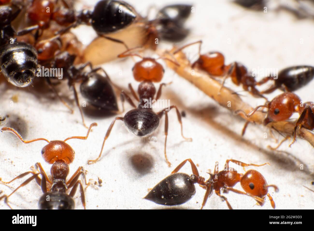 Red head ants in group, taking a dead spider to the colony Stock Photo ...