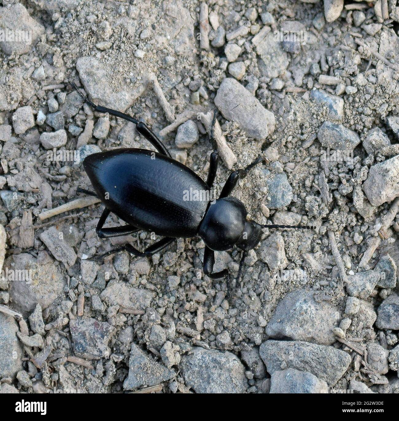 American beetle hi-res stock photography and images - Alamy