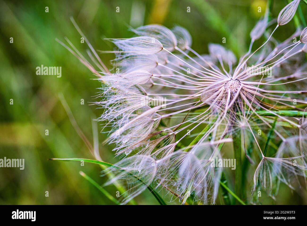 Summer background with old dandelion flower in a meadow Stock Photo - Alamy