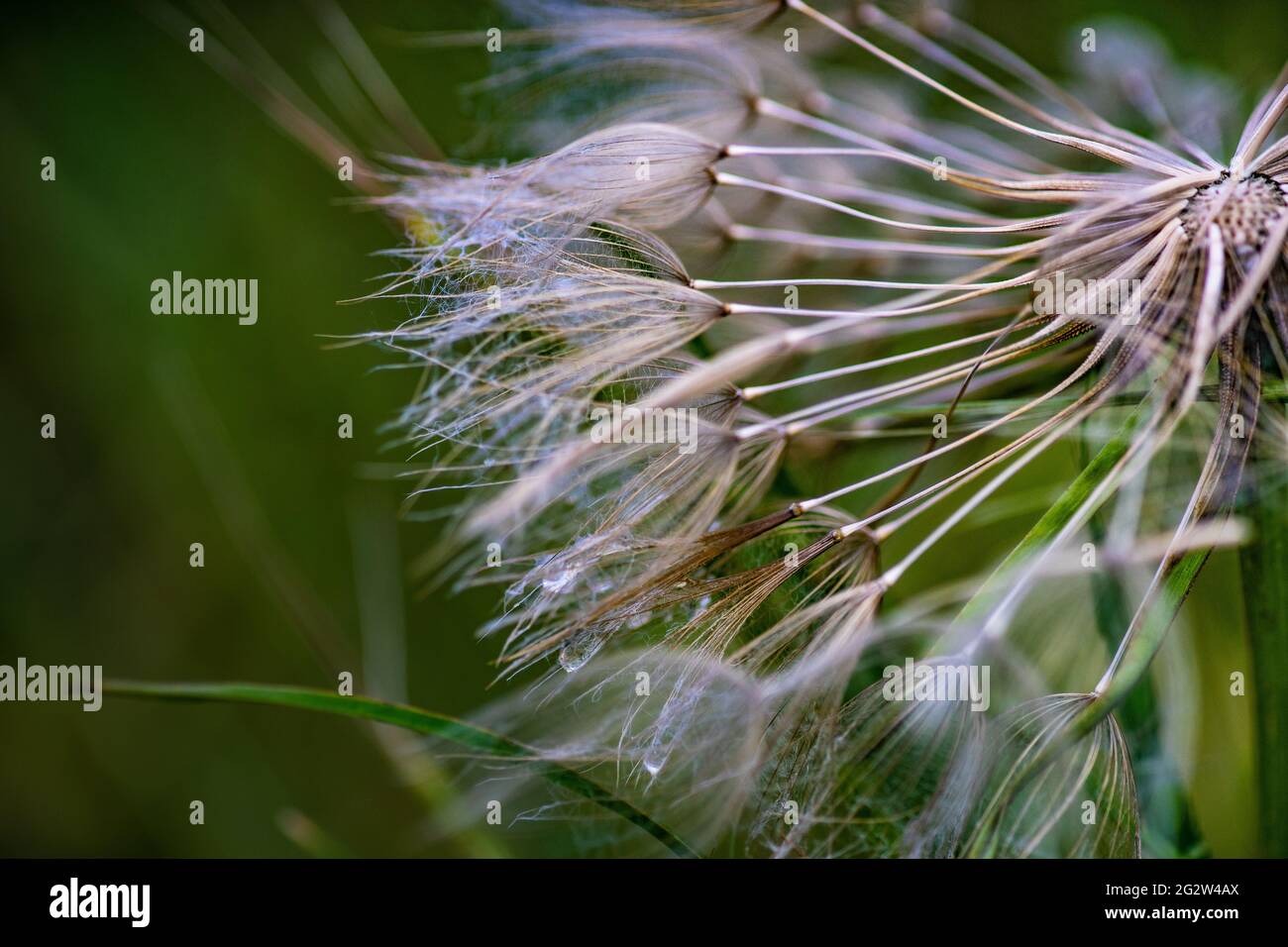 Summer background with old dandelion flower in a meadow Stock Photo - Alamy