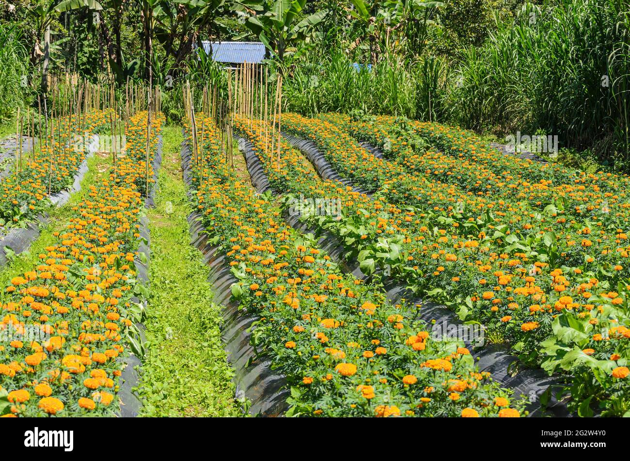 Marigold fields, between Kintamani and Bedugal, Bali, Indonesia. The ...