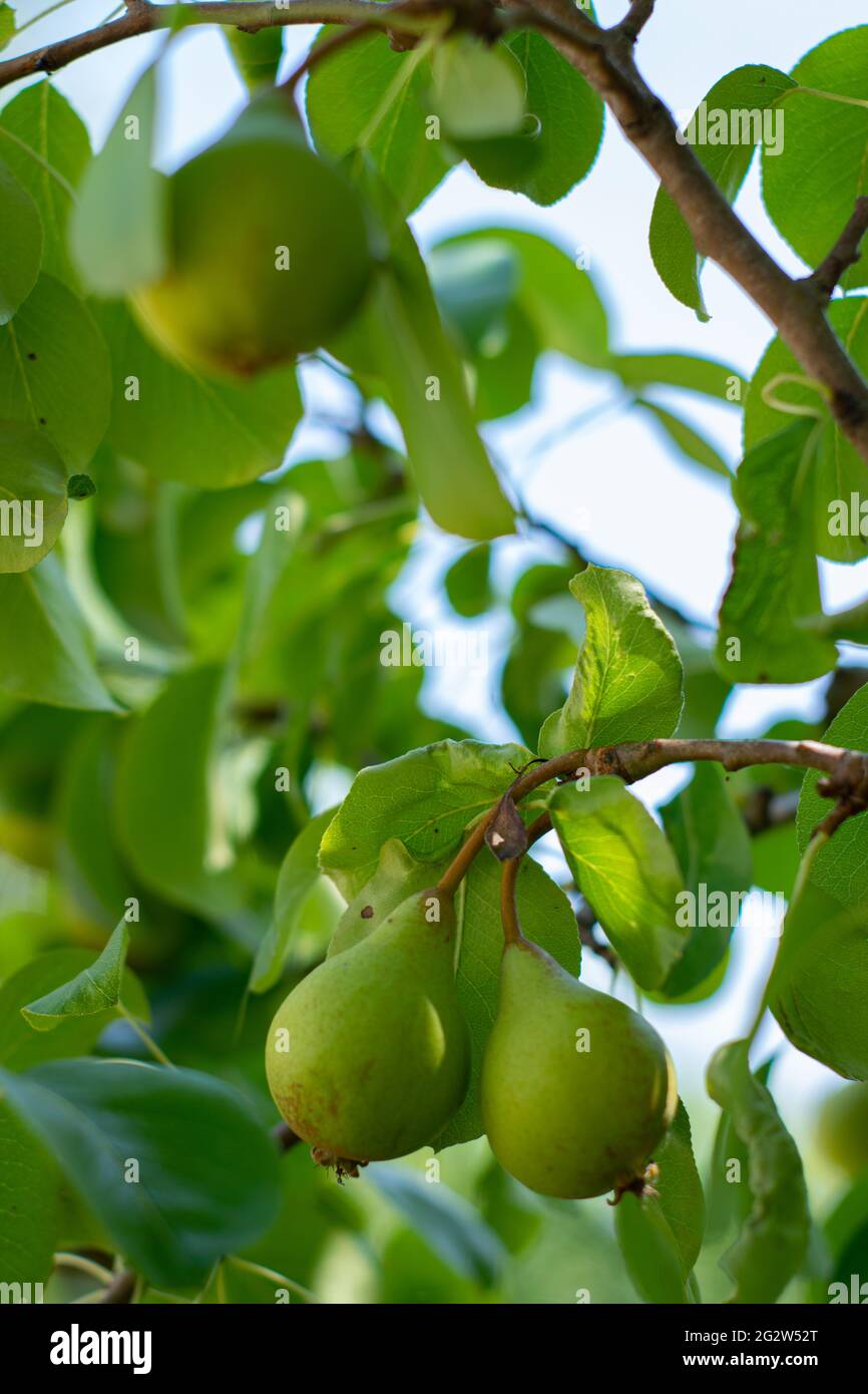 Fruta fruta hi-res stock photography and images - Alamy