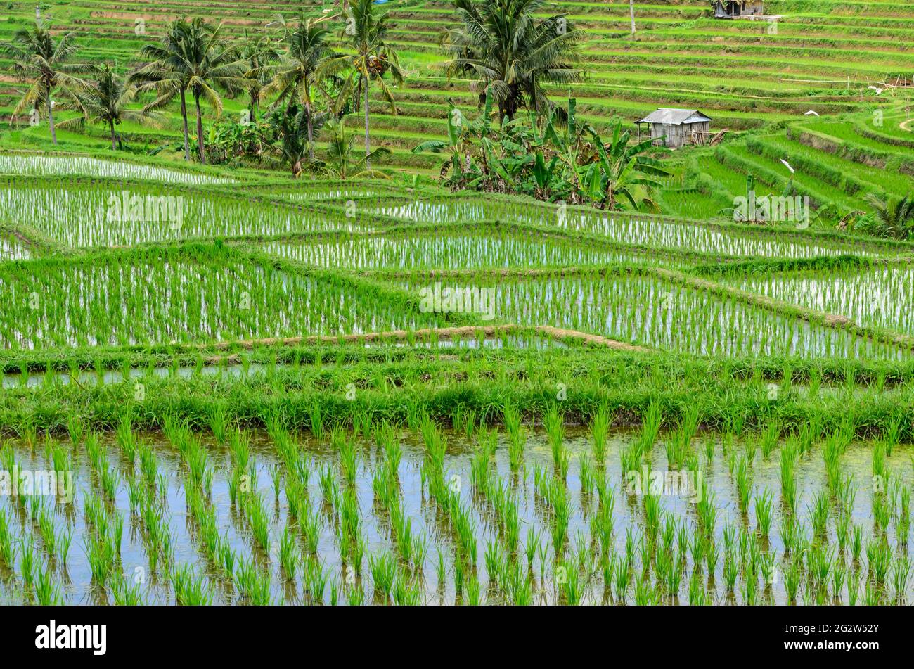Rice paddies, Tegallalang, Bali, Indonesia Stock Photo - Alamy