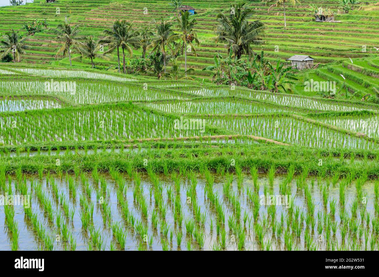 Planting Rice Ubud Bali High Resolution Stock Photography and Images ...