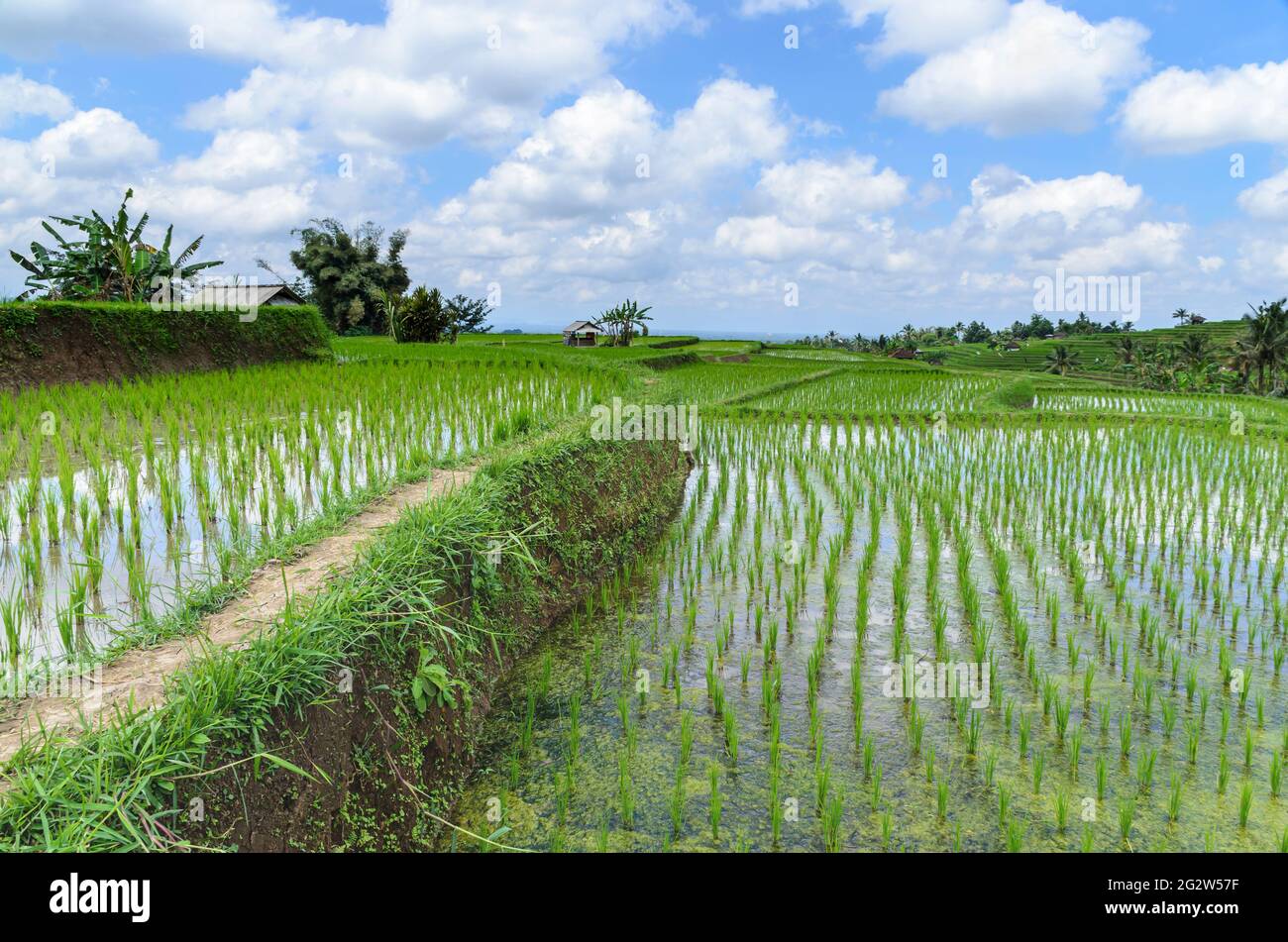 Rice paddies, Tegallalang, Bali, Indonesia Stock Photo - Alamy