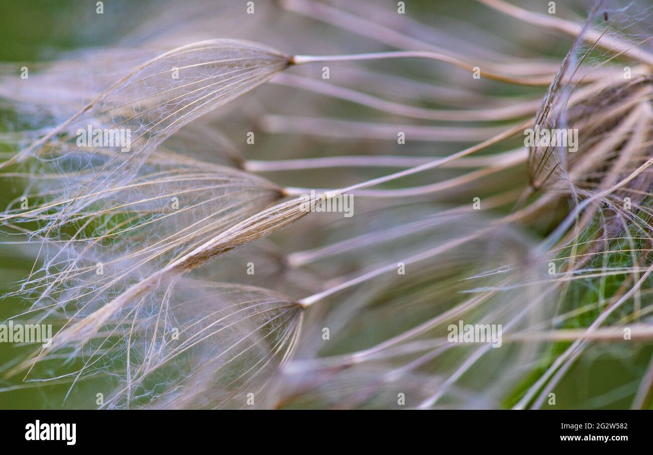Summer background with old dandelion flower in a meadow Stock Photo - Alamy