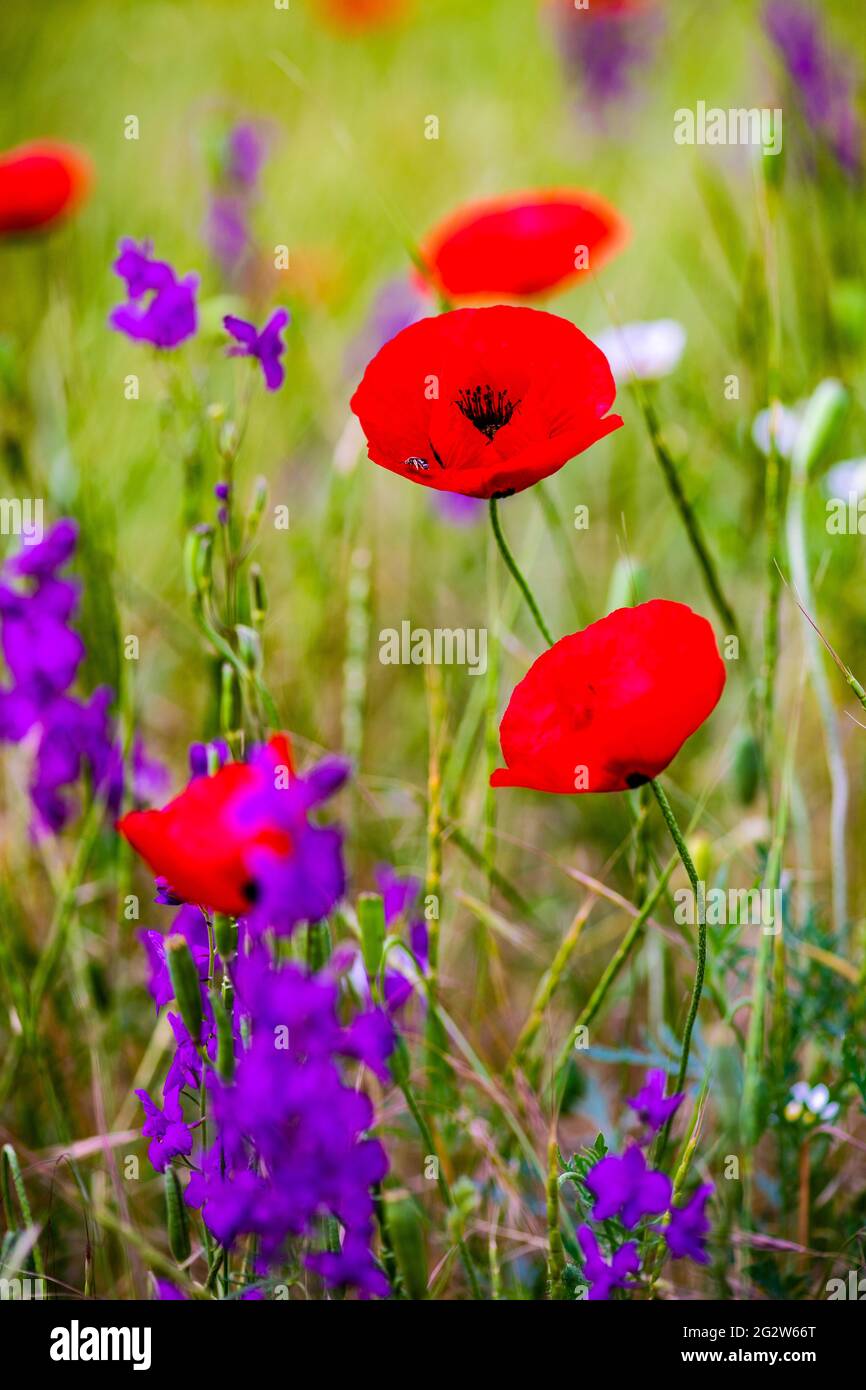 Summer background with red poppy flowers in a meadow Stock Photo - Alamy