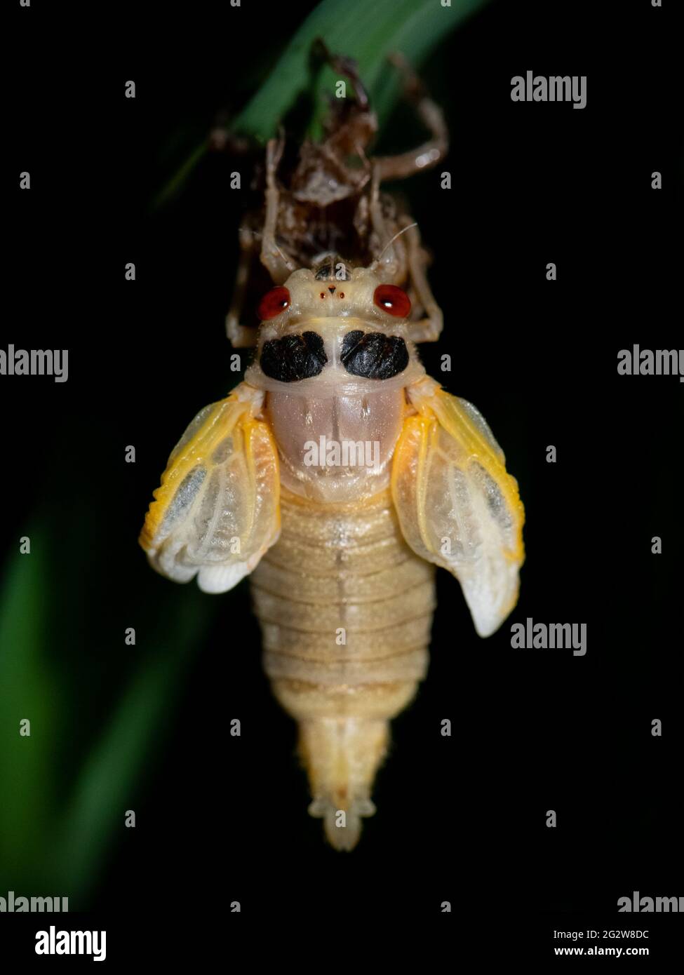 17-year Brood X Cicada emerging from exoskeleton Stock Photo - Alamy