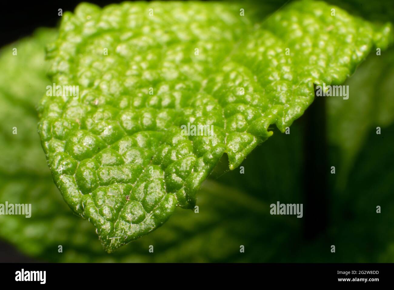 Hybrid plants hi-res stock photography and images - Alamy