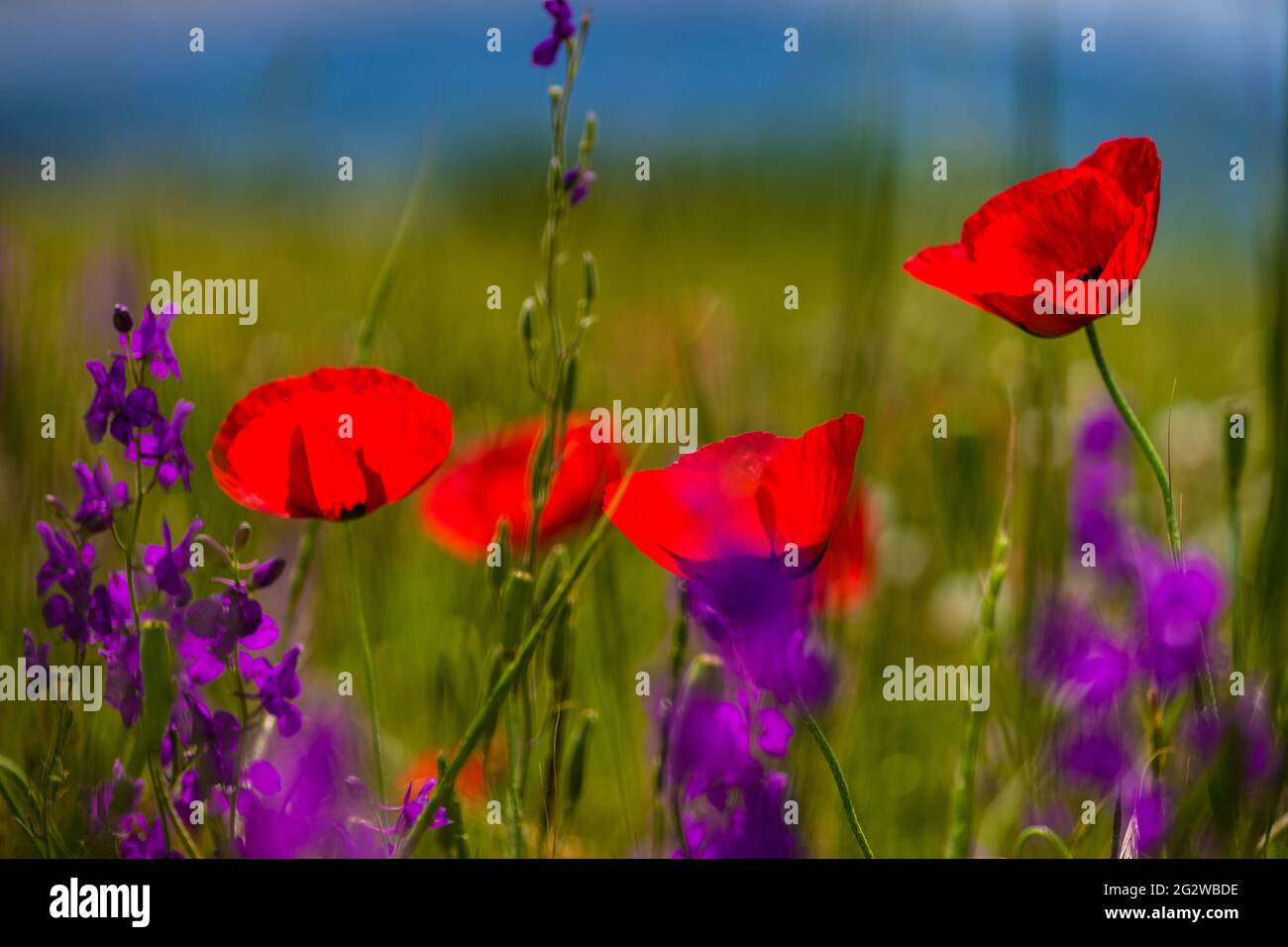 Summer background with red poppy flowers in a meadow Stock Photo - Alamy