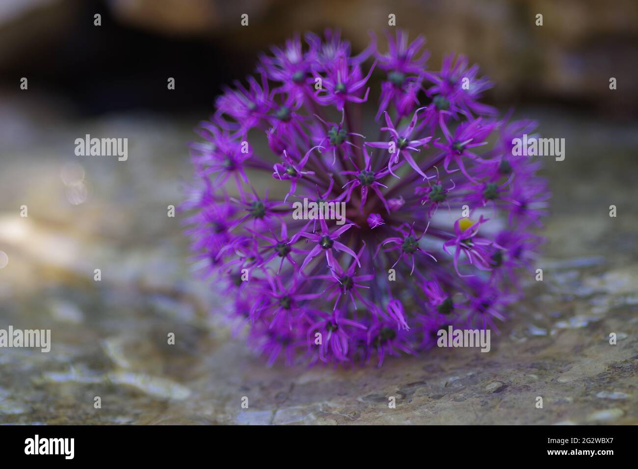A closeup shot of a purple garlic flower in the shade outside on a wet ...